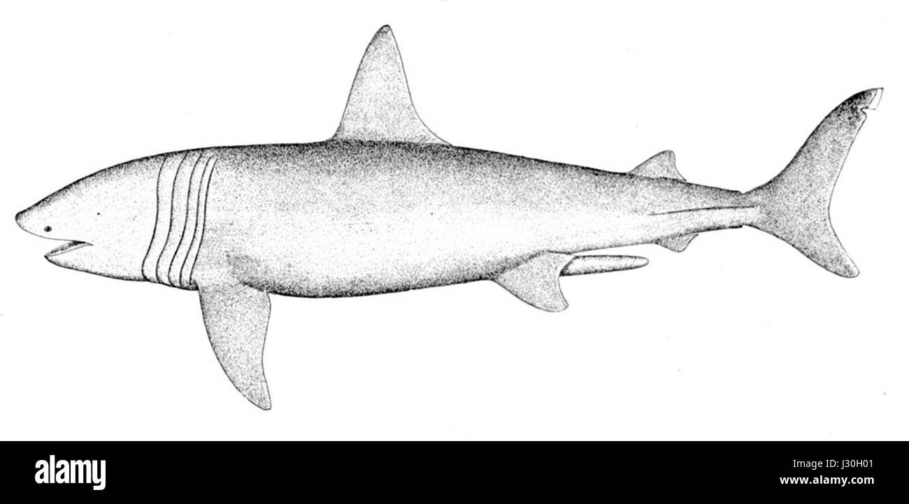Cetorhinus maximus, also known as the basking shark, is the second ...