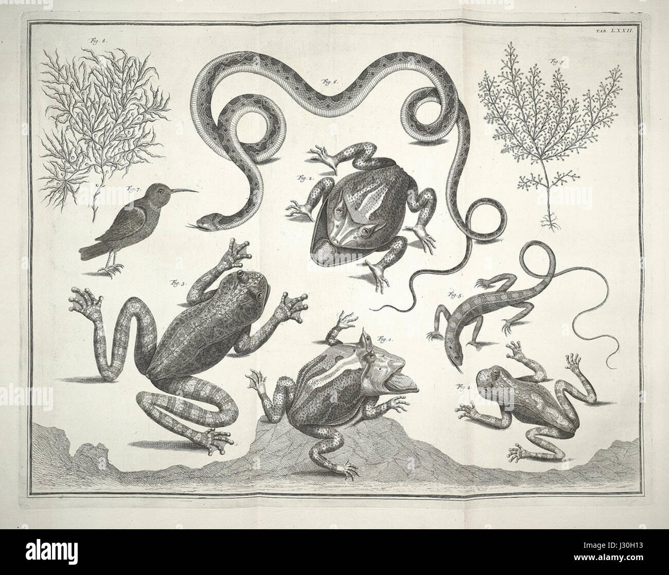 Albertus Seba's Thesaurus, Tab. LXXII, is a detailed illustration from ...