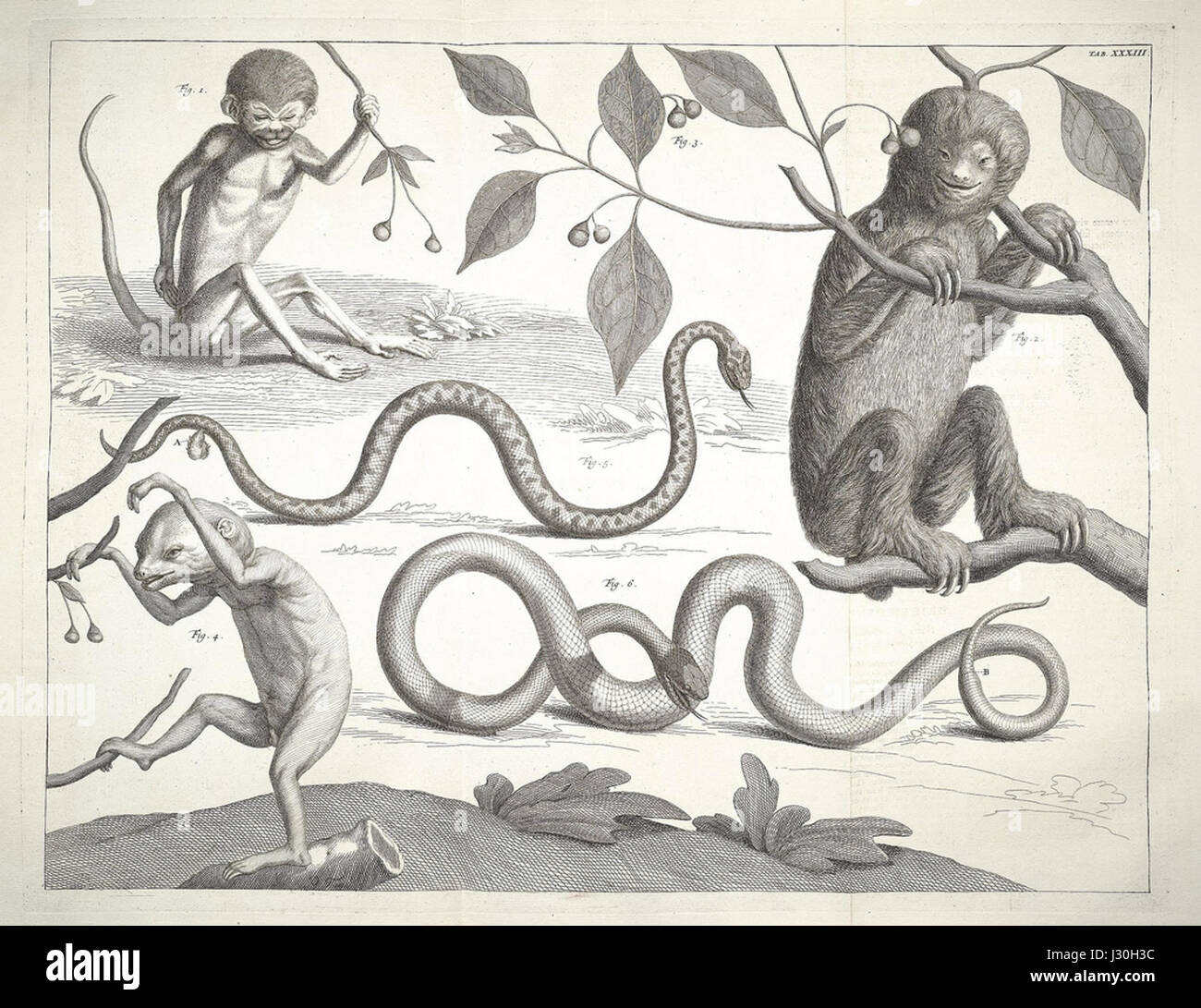 Albertus Seba's 'Thesaurus' is a renowned 18th-century work on natural ...