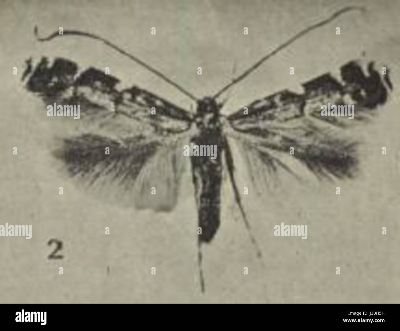 Acrocercops zorionella is a species of moth in the family ...