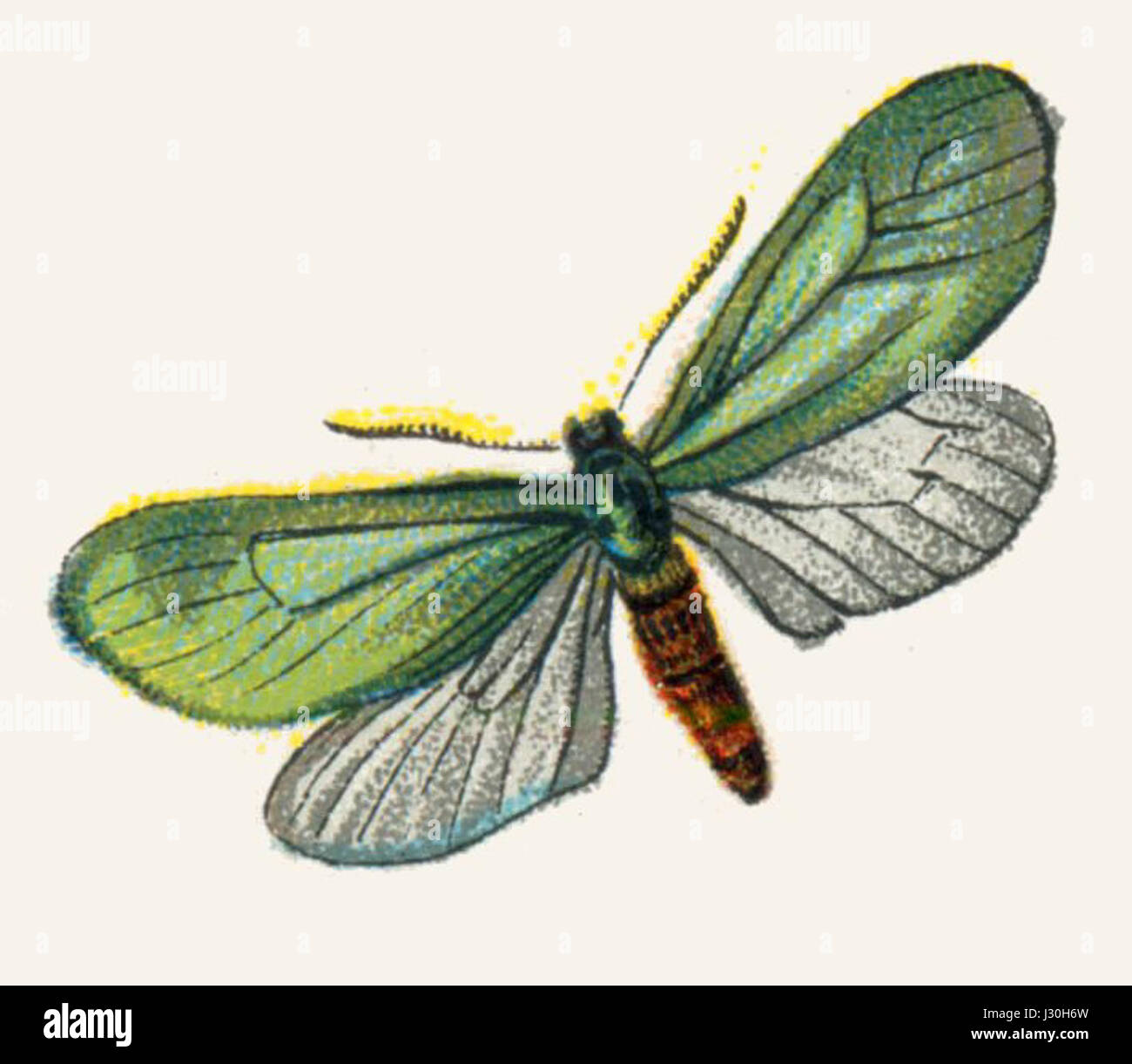 Narrow wing moth hi-res stock photography and images - Alamy