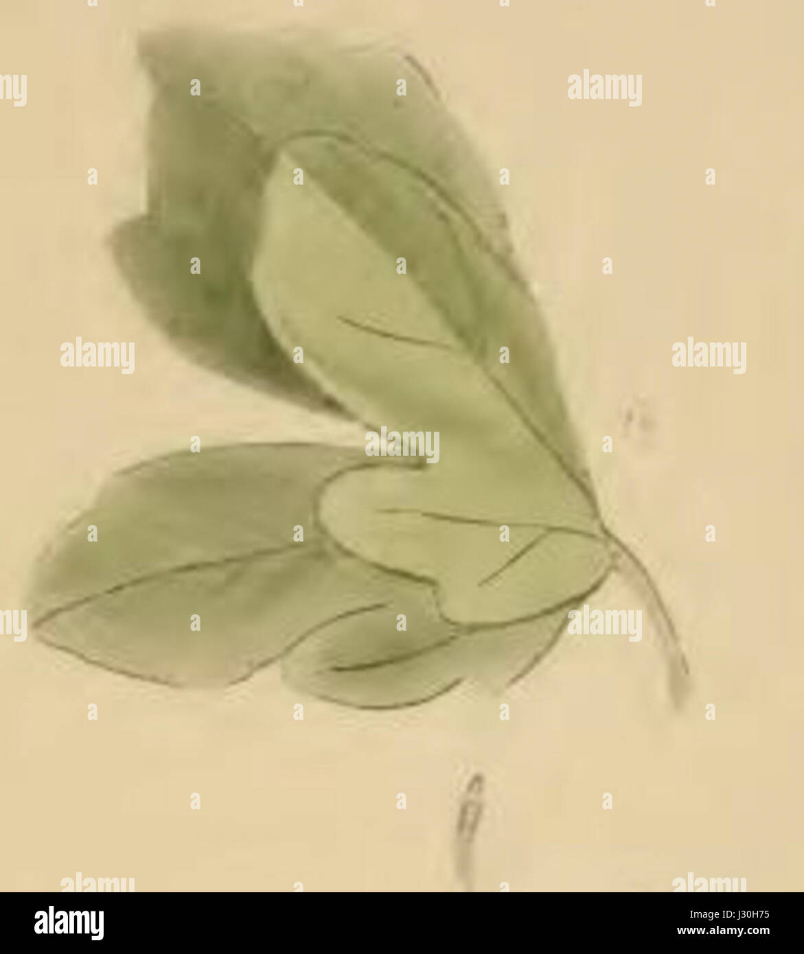 Altenia scriptella a folded maple leaf Stock Photo - Alamy