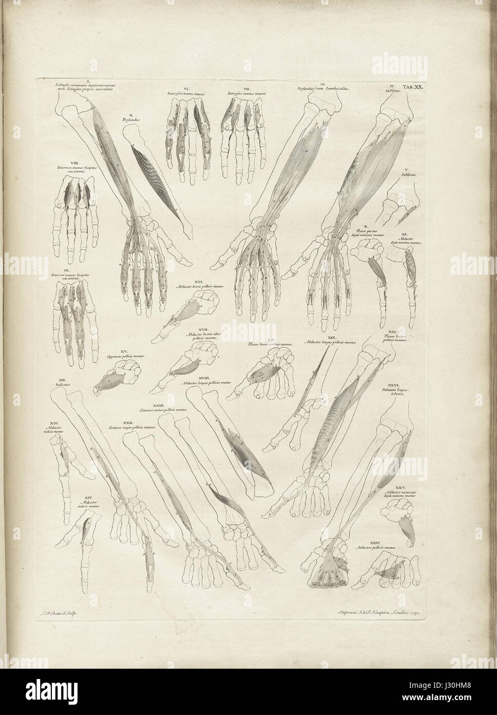 Albinus illustration hi-res stock photography and images - Alamy