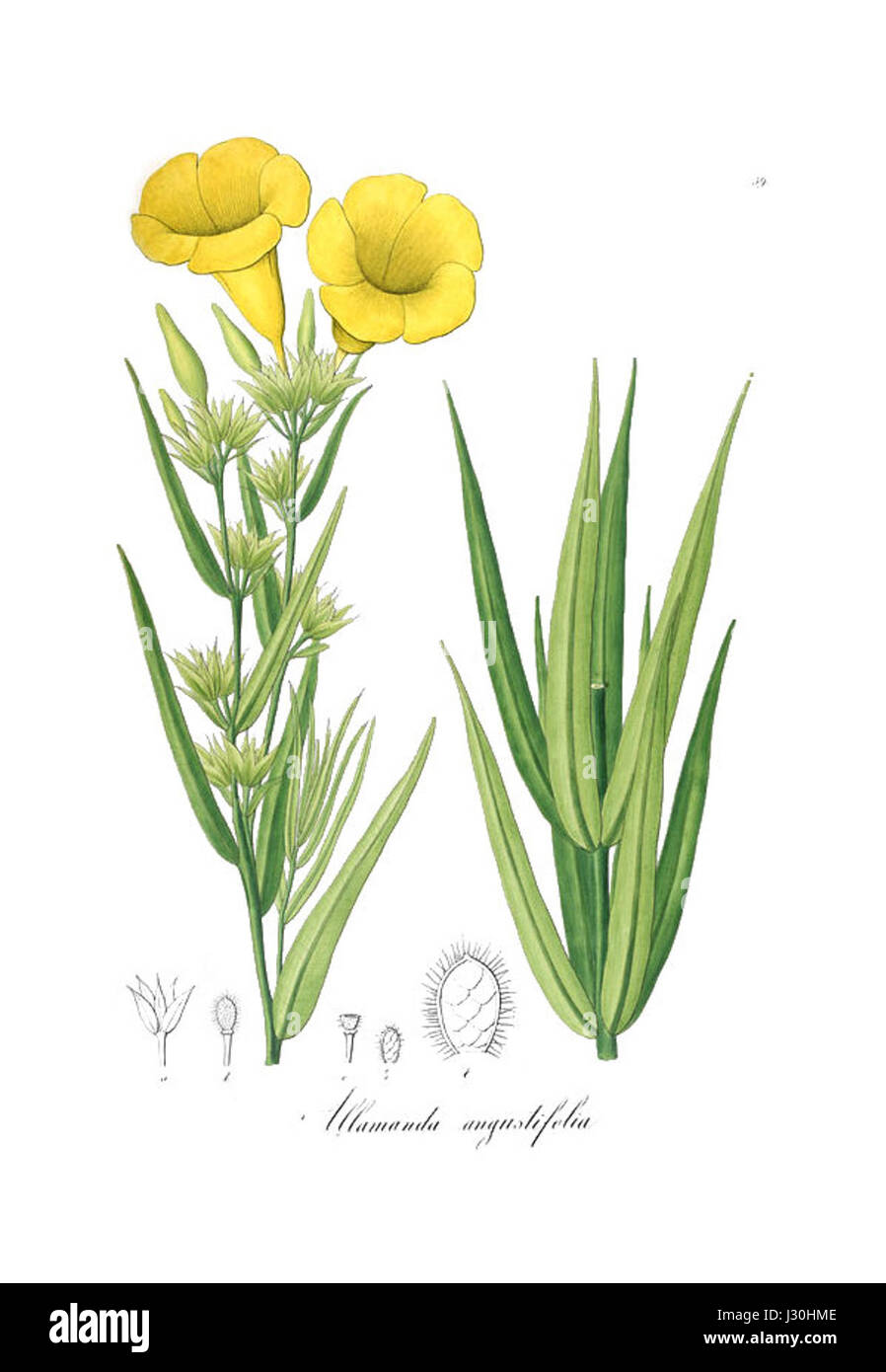 Allamanda angustifolia, a species of flowering plant in the Apocynaceae ...