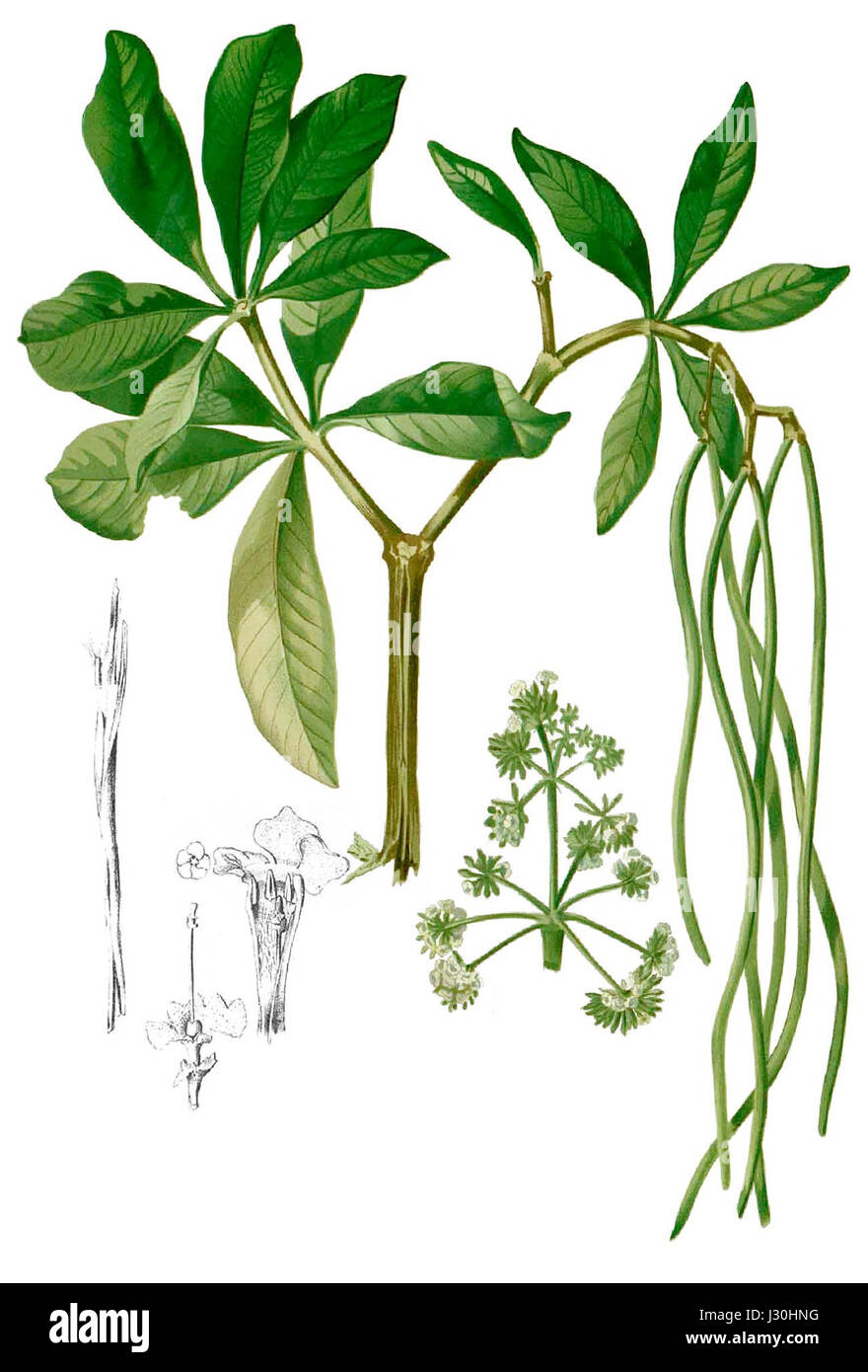 Alstonia scholaris Blanco1.113-cropped Stock Photo - Alamy