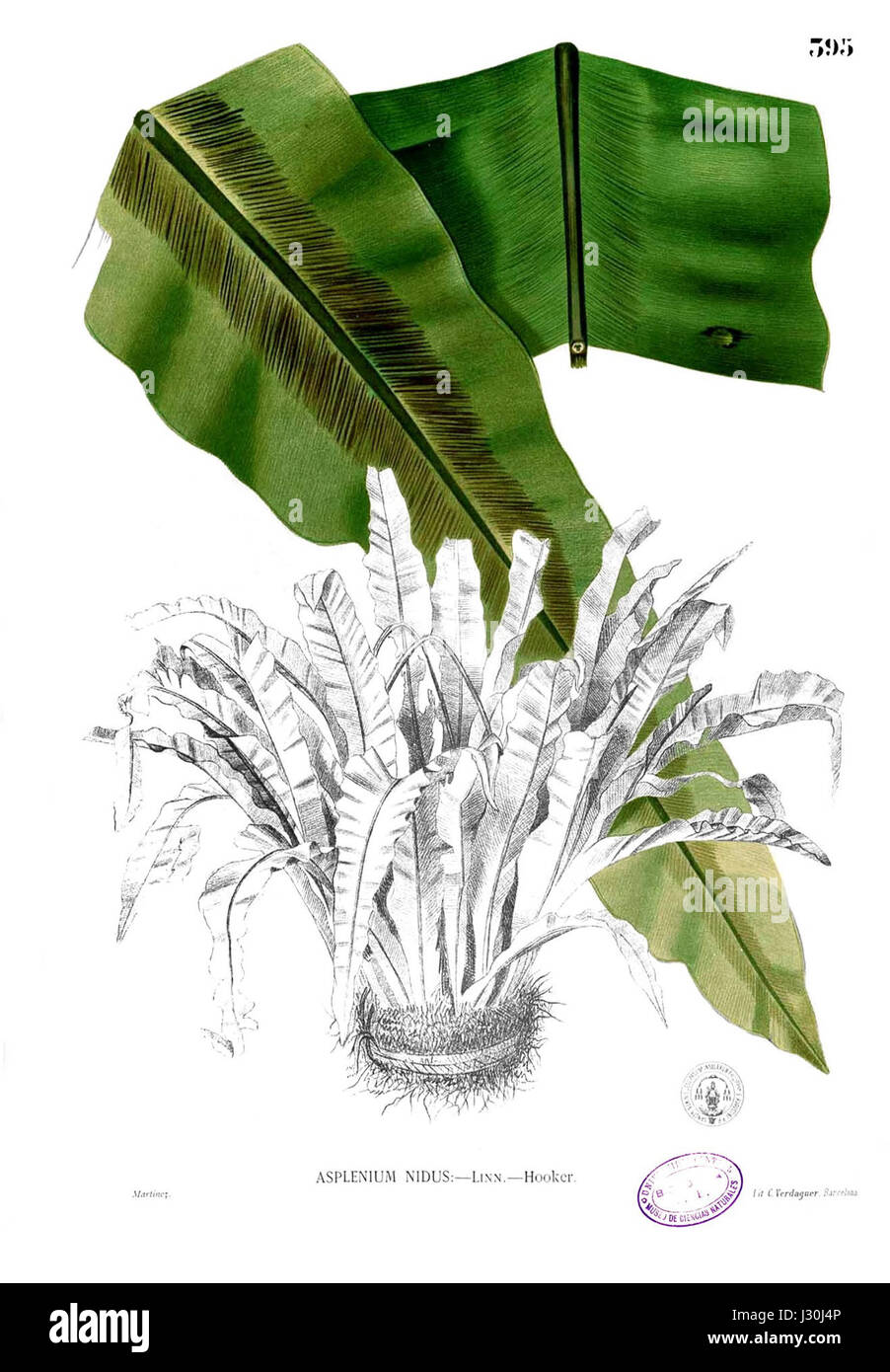 Asplenium nidus, commonly known as the bird's nest fern, is a species ...