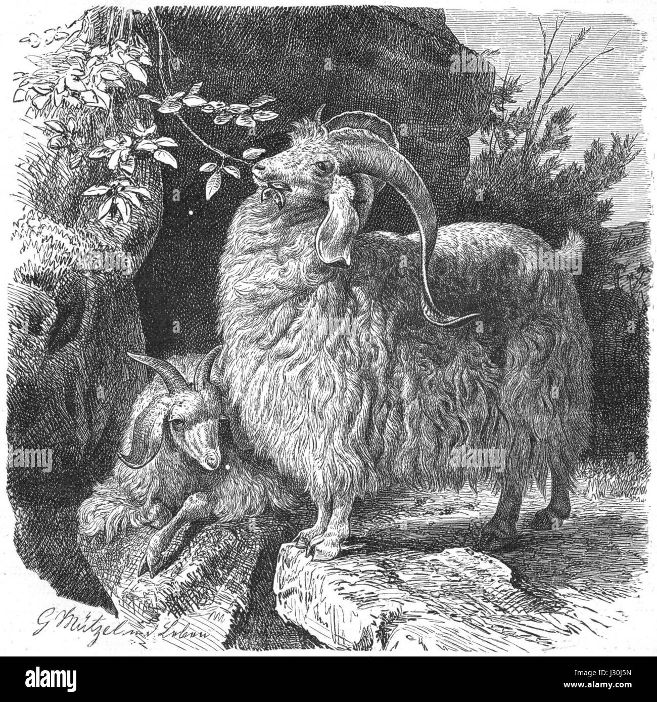 This refers to a drawing of the Angora goat, a breed known for its soft ...