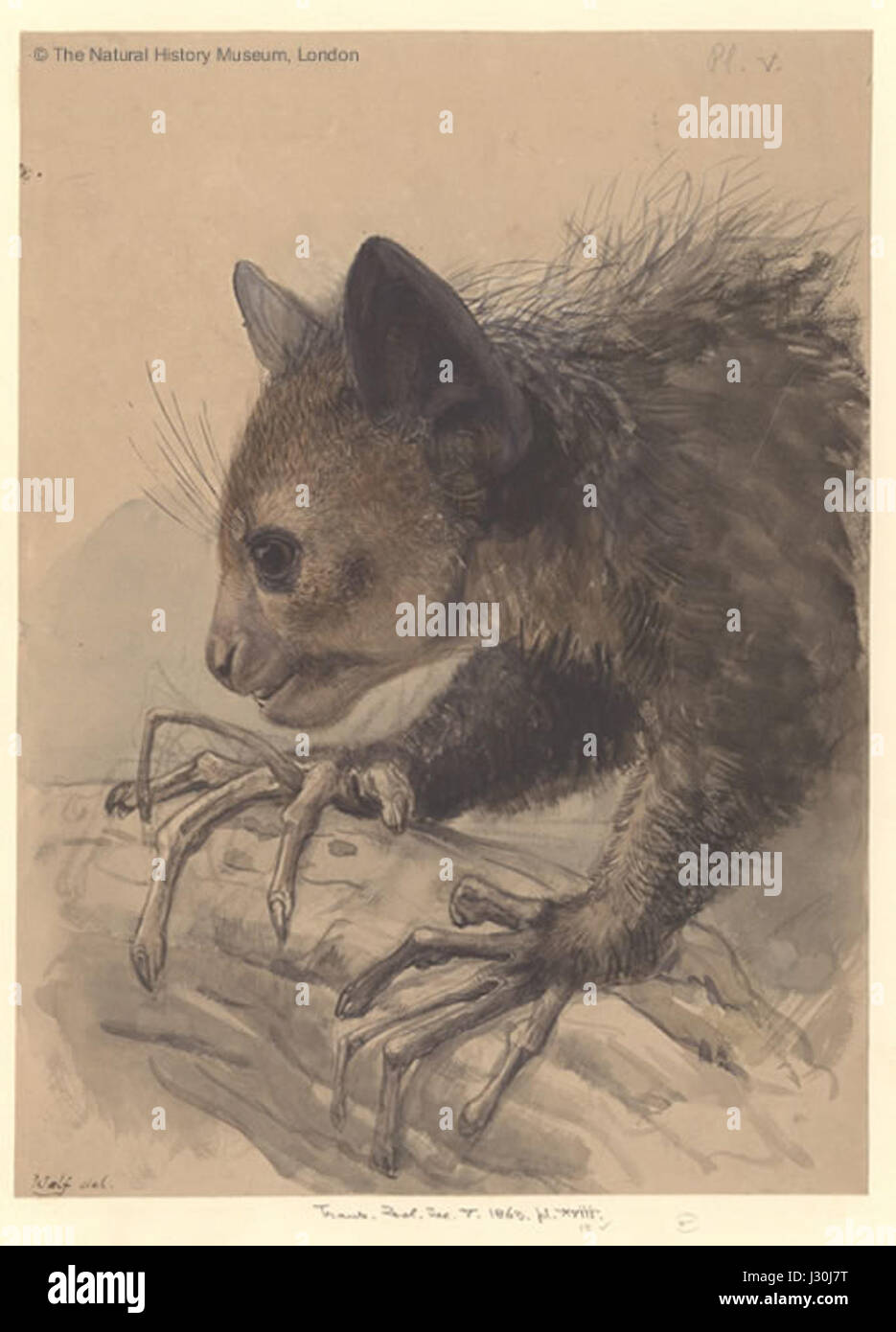 This illustration by Joseph Wolf depicts the Ayeaye (Daubentonia ...