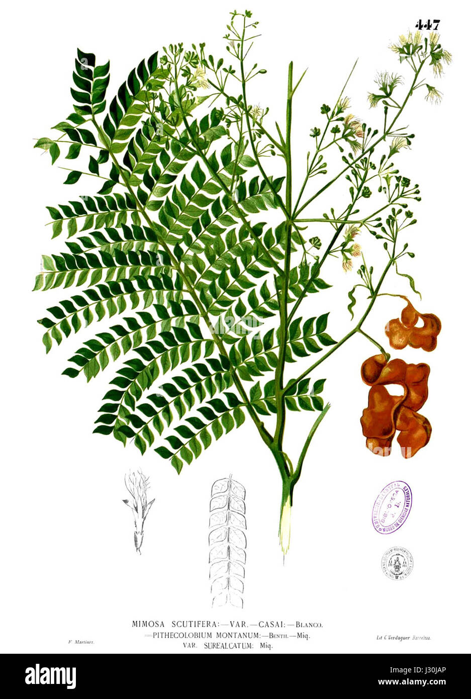 Archidendron hi-res stock photography and images - Alamy