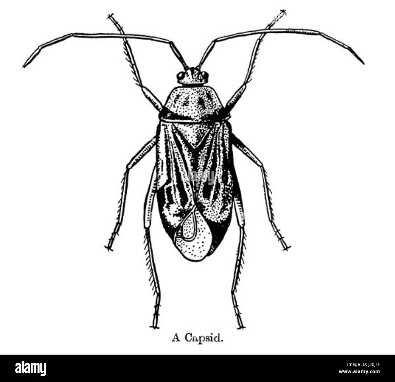 A Capsid Bug is a member of the insect family known for its distinctive ...
