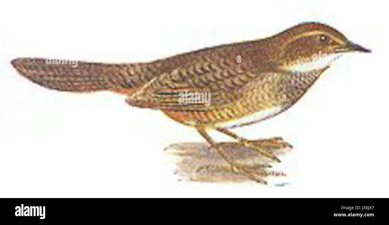 Atrichornis clamosus, commonly known as the noisy scrub-bird, is a rare ...
