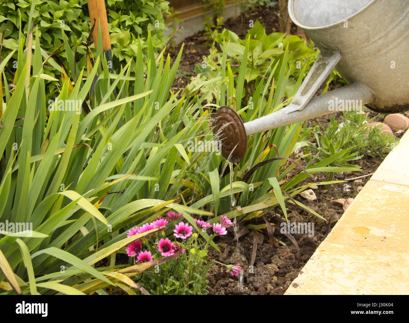 Osteospermum border hi-res stock photography and images - Alamy