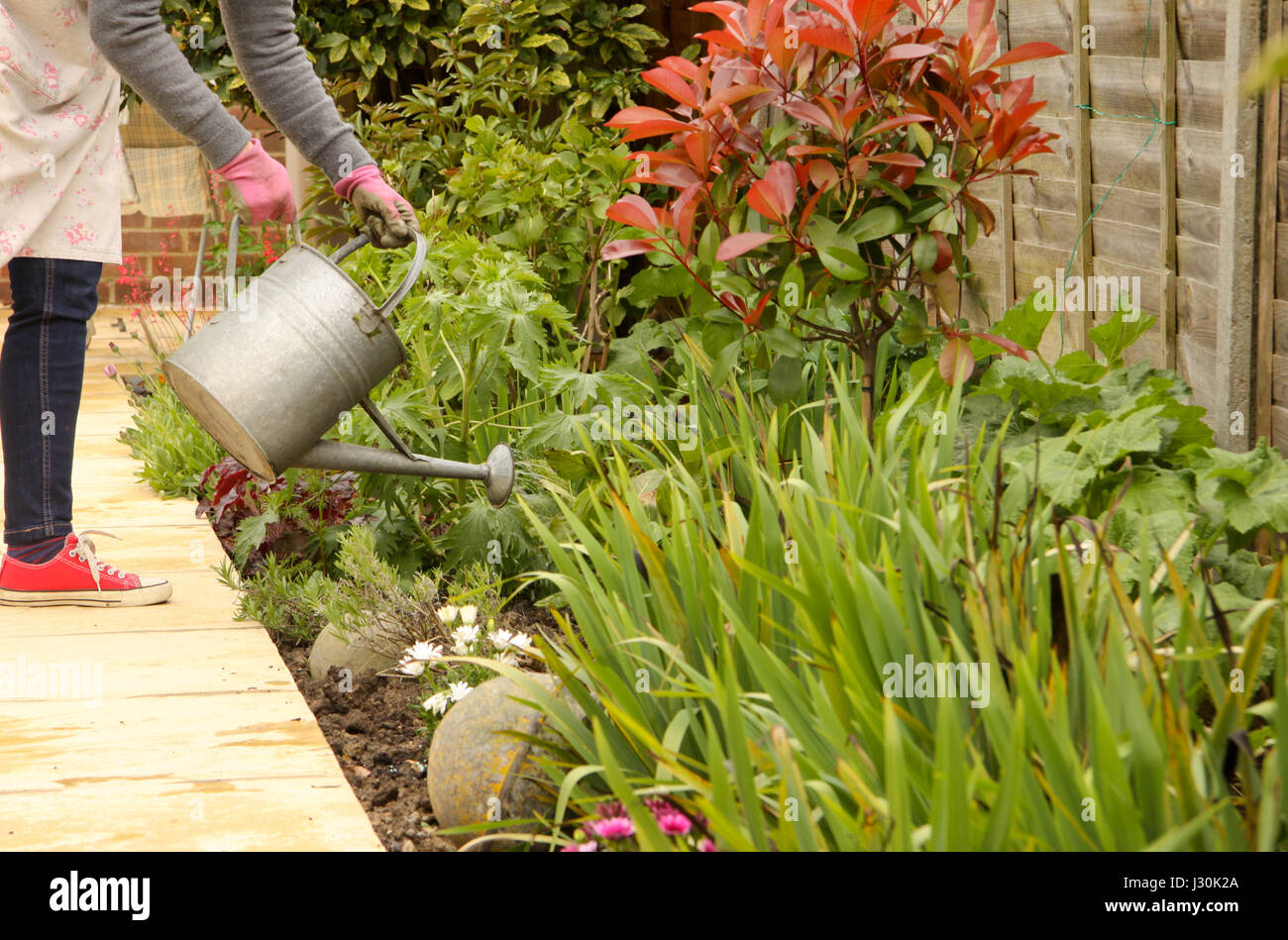 Watering the garden border Stock Photo - Alamy