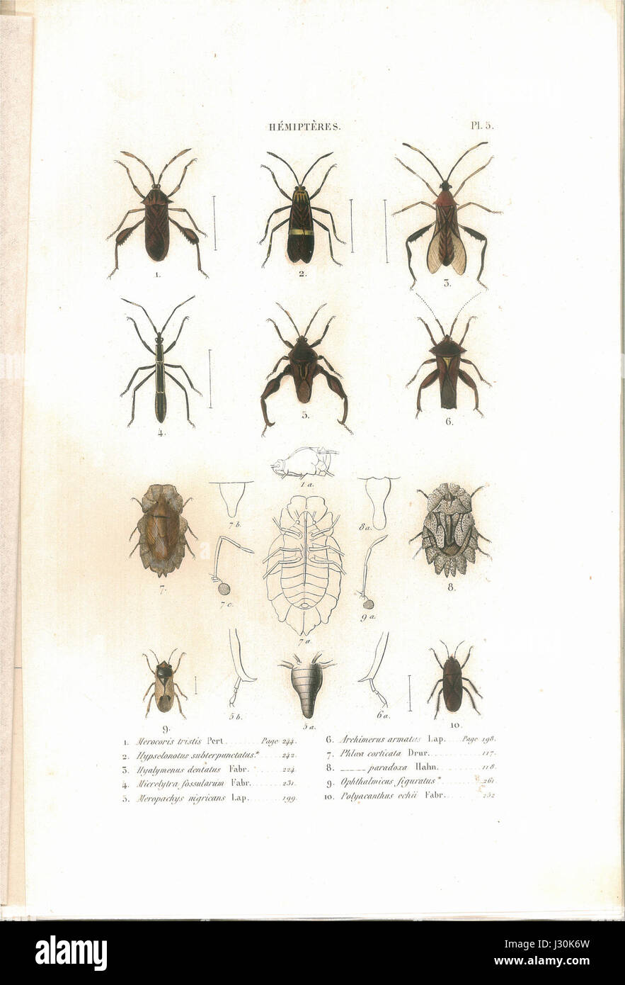 Amyot C.J.B.1843 Histoire naturelle des insectes. Hemipteres. Planche V ...