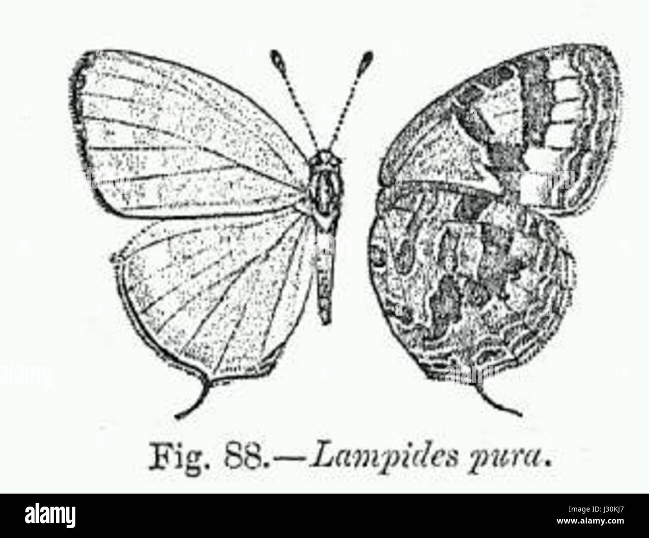 BH030 Lampides pura Stock Photo - Alamy