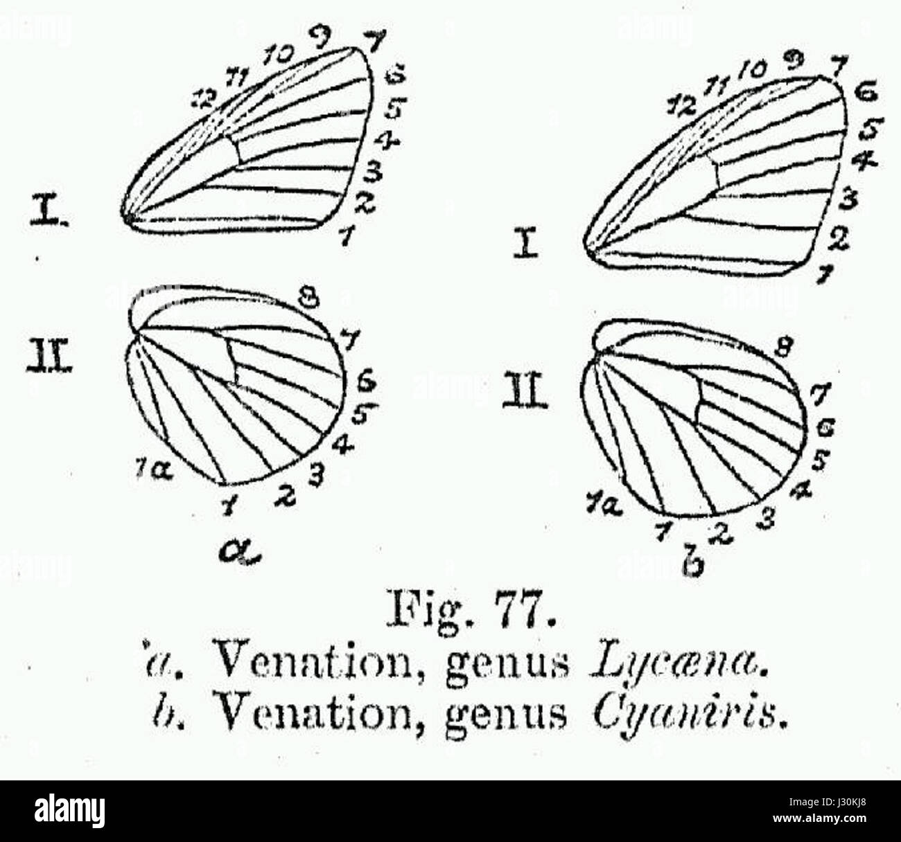 Butterfly comparison hi-res stock photography and images - Alamy