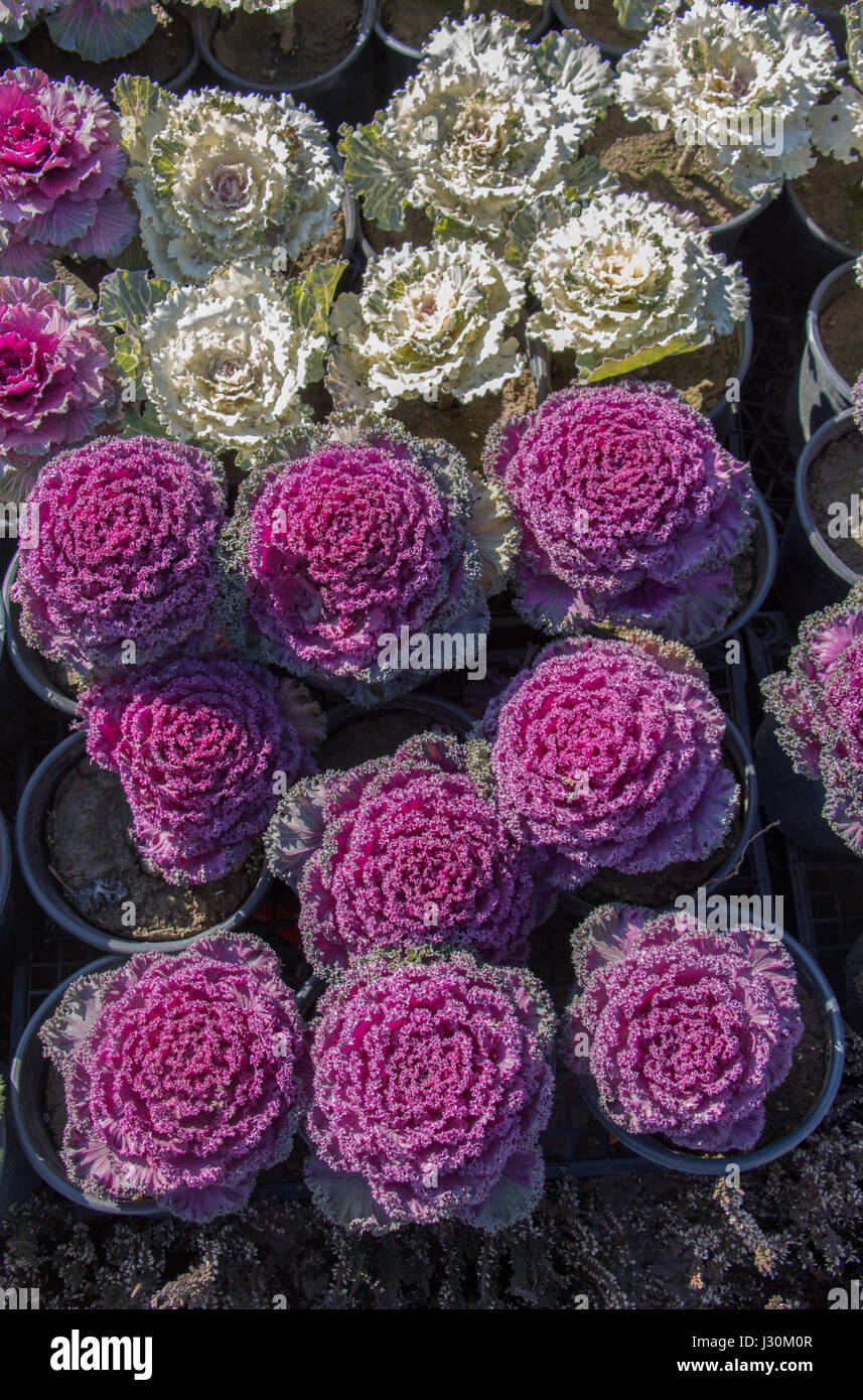 Beautiful fresh flowers as a nature background Stock Photo - Alamy