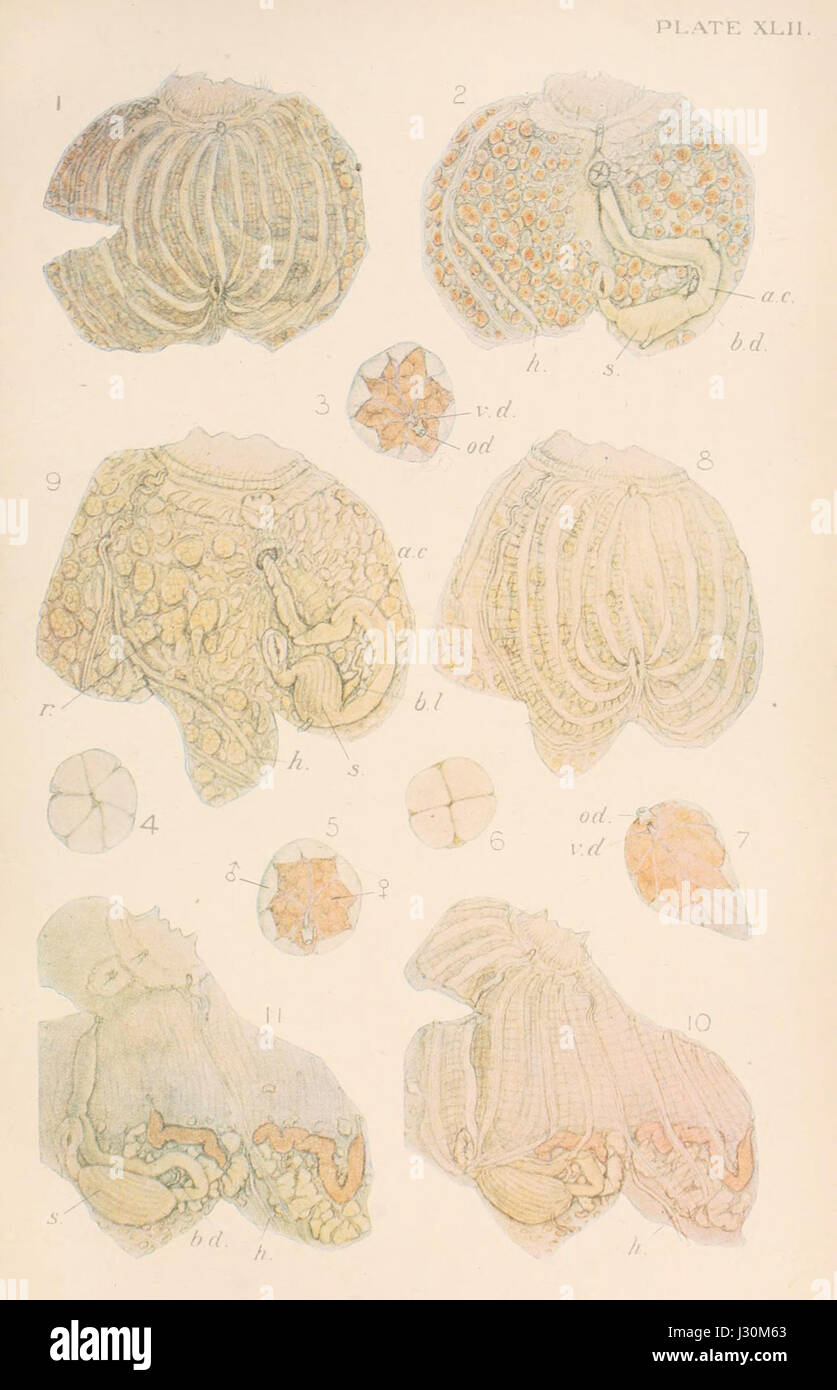 The British Tunicata Plate 42 is a scientific illustration from a work ...