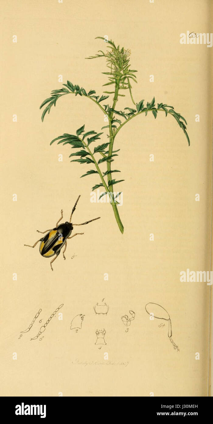 The illustration in 'British Entomology Volume 2, Plate 630' depicts ...