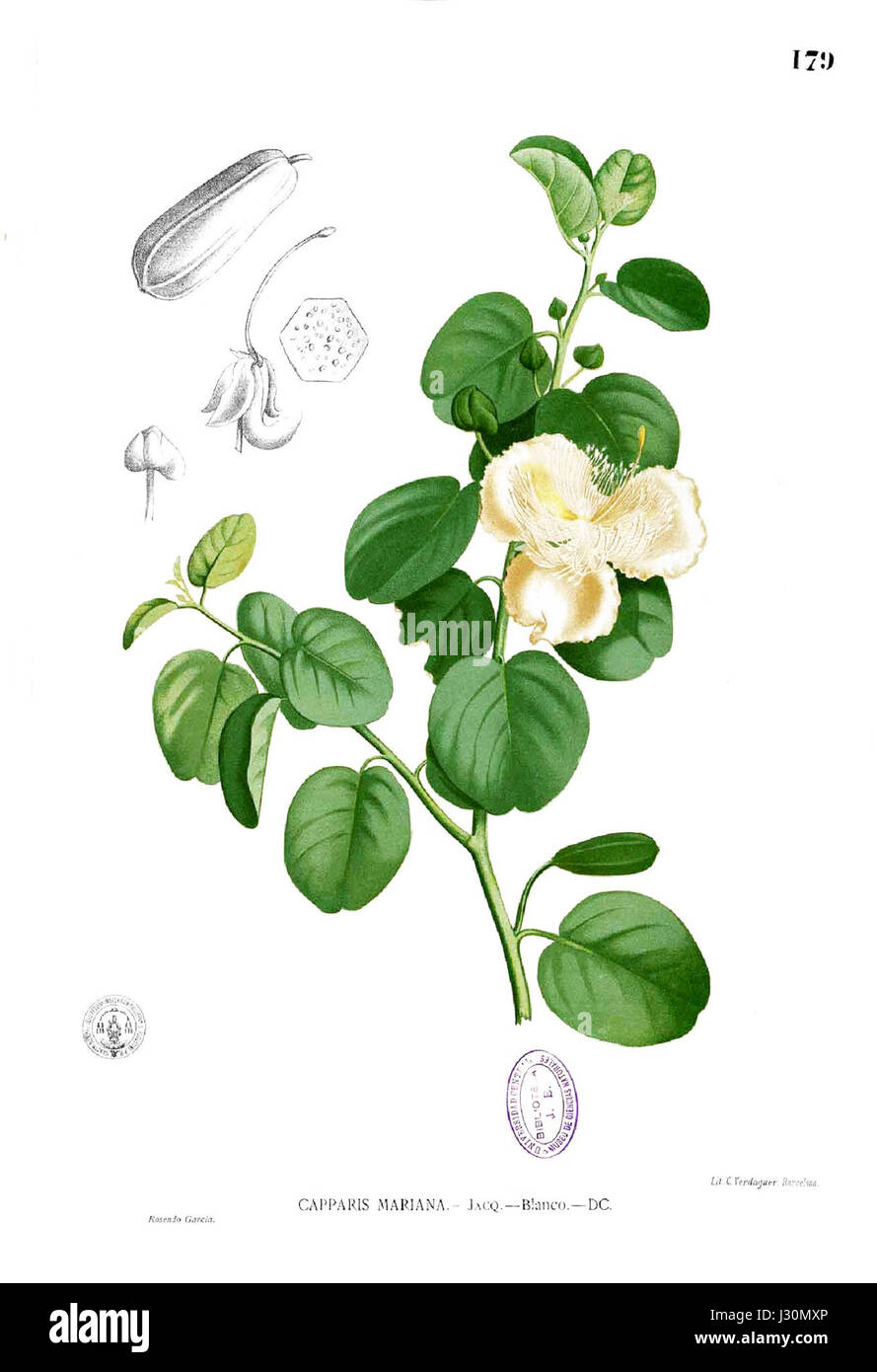 Capparis spinosa, commonly known as the caper bush, is a species of ...