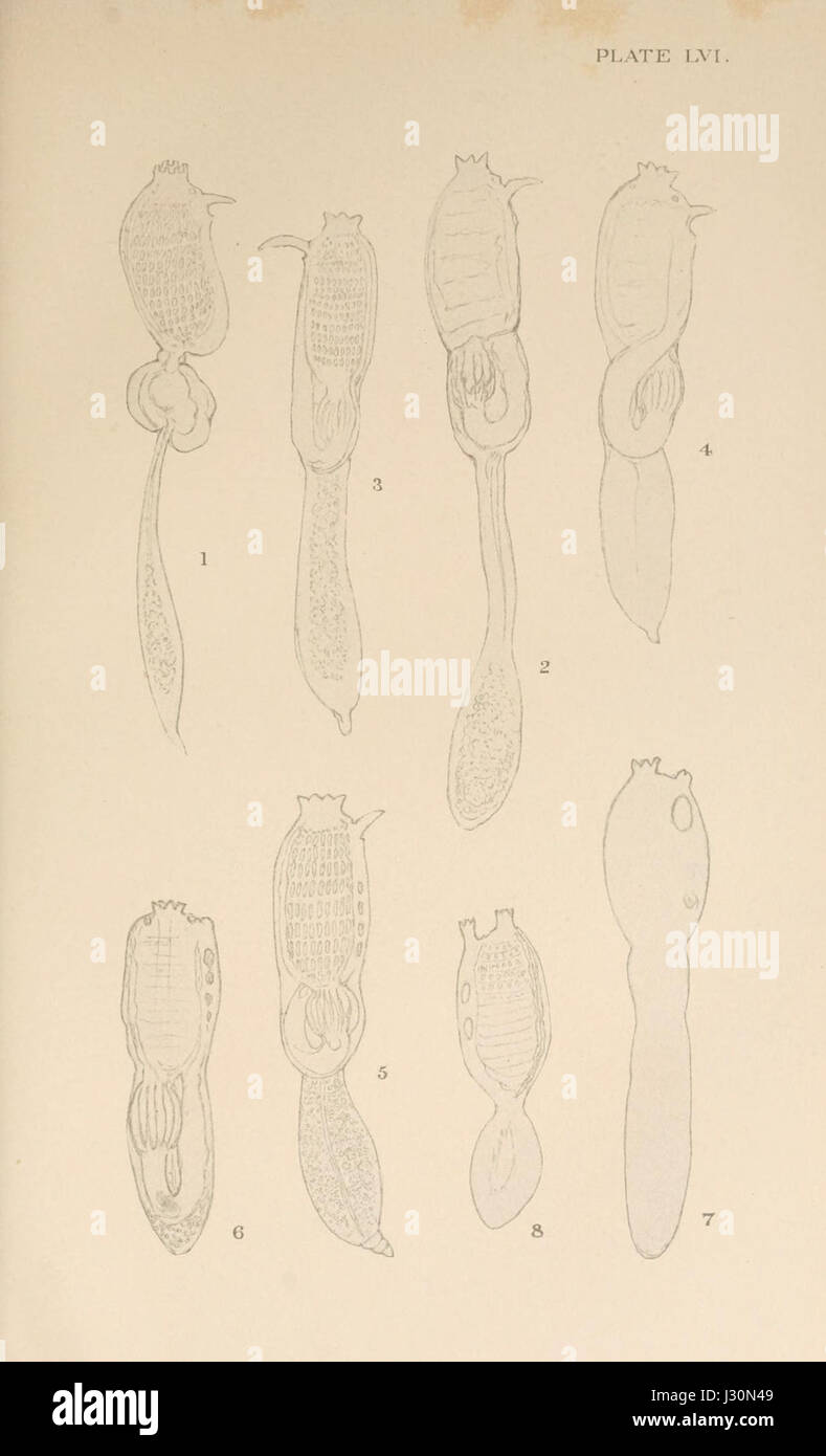 The *British Tunicata* Plate 56 is a detailed illustration from a ...