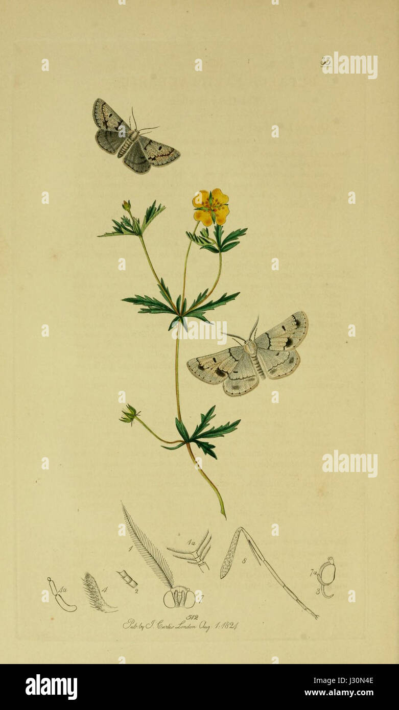 Series of detailed drawings of various insect species hi-res stock ...