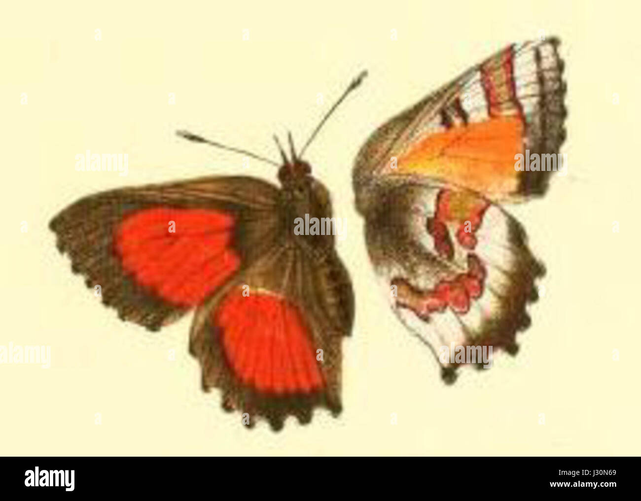 Capys hi-res stock photography and images - Alamy