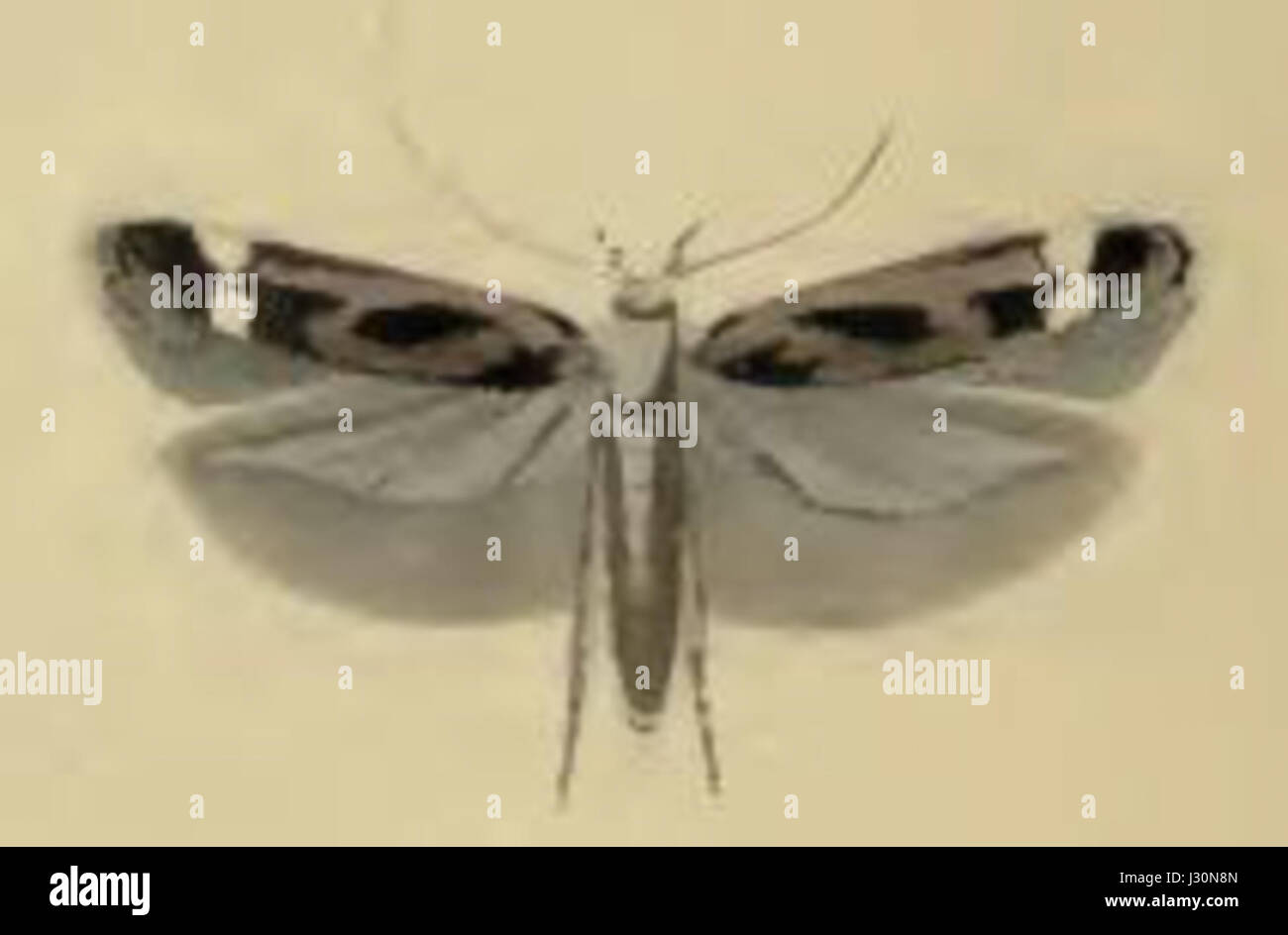 Caryocolum fischerella hi-res stock photography and images - Alamy