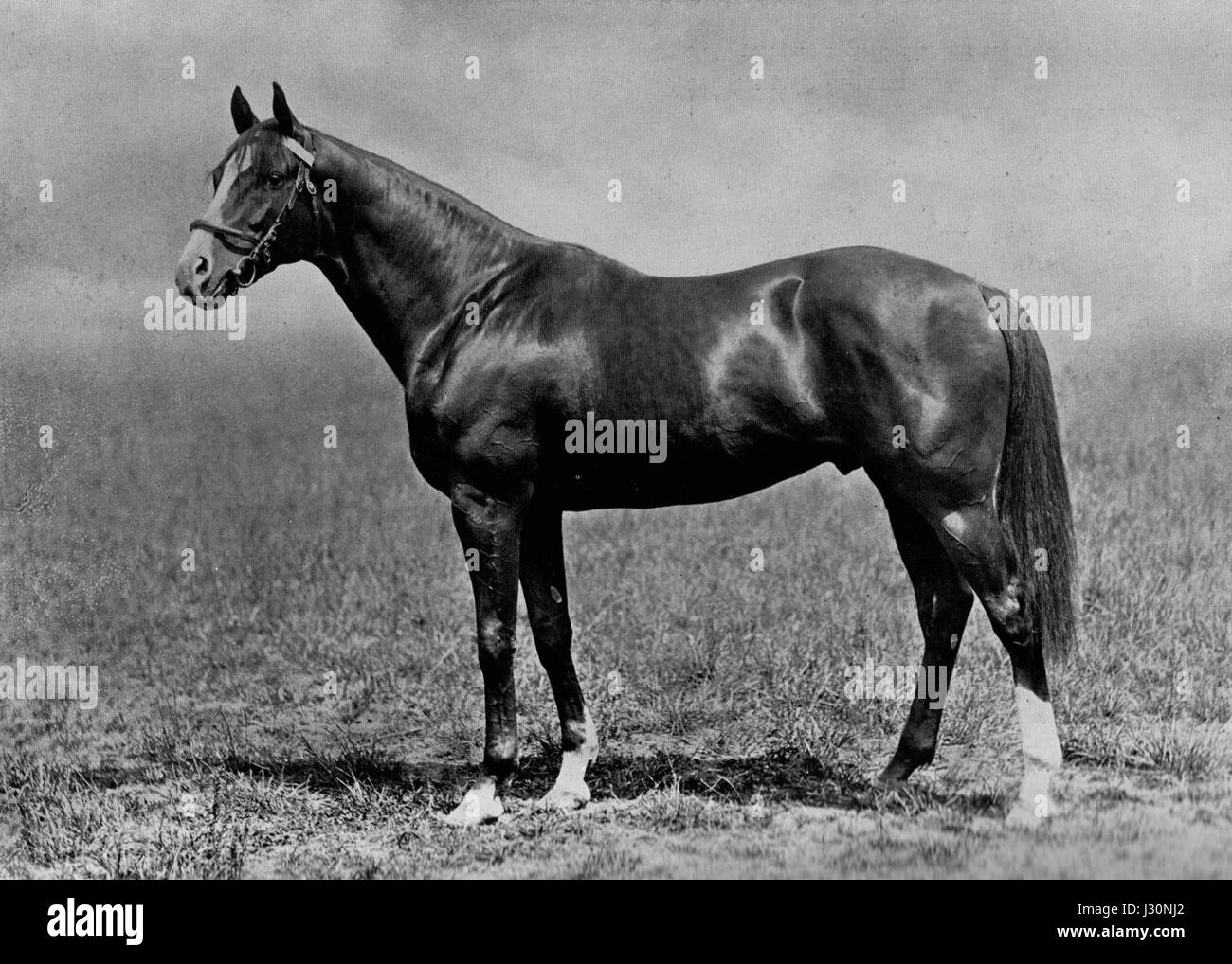 Dickens and dombey hi-res stock photography and images - Alamy