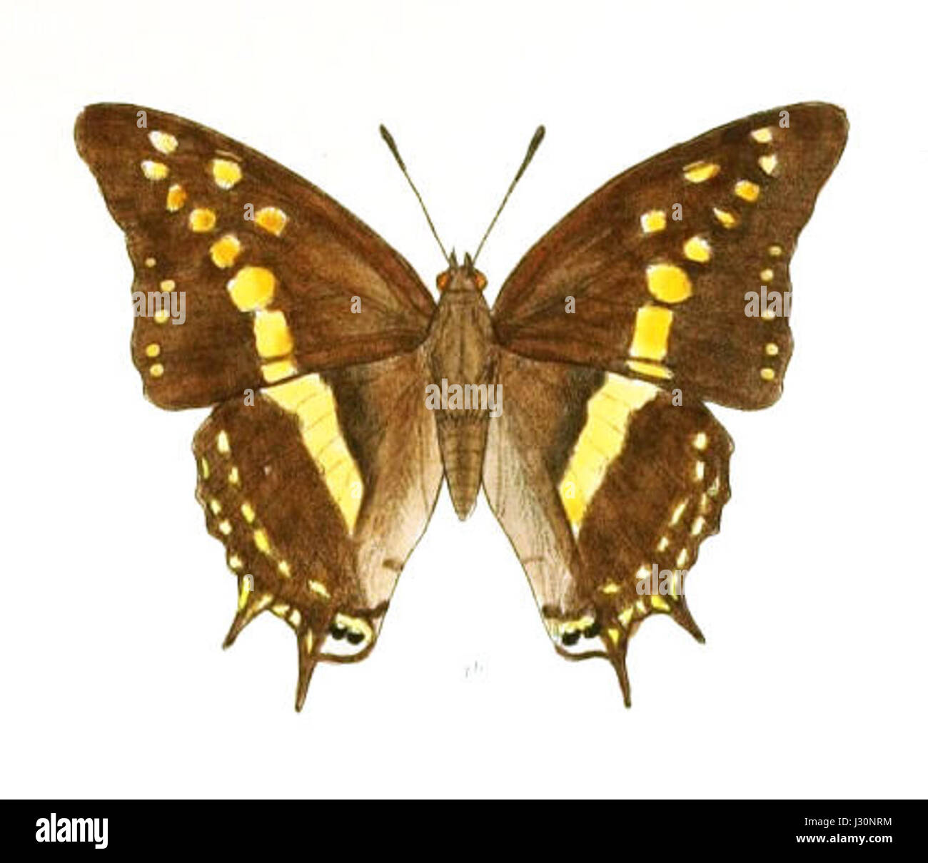 Charaxes Fabius is a species of butterfly known for its distinctive ...