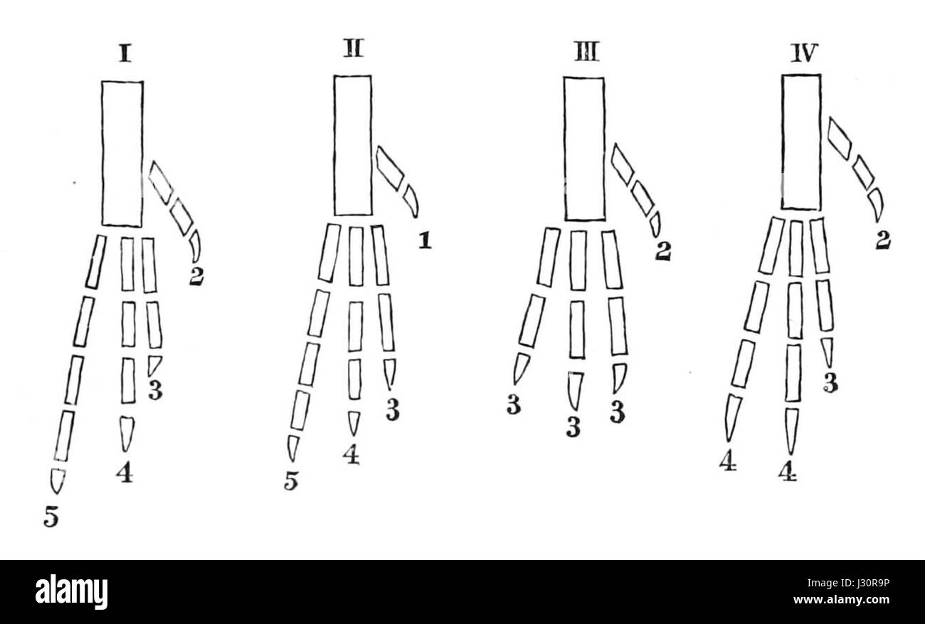 Bird phalanges W.A. Forbes Stock Photo - Alamy