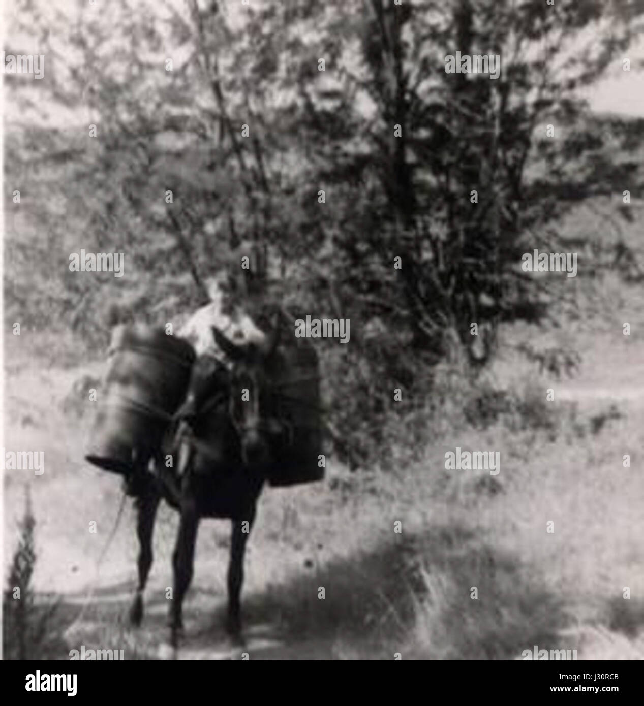 Tineddi cu la racina Stock Photo - Alamy