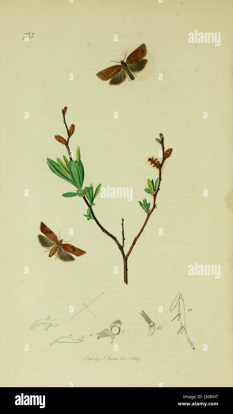 A detailed illustration from 'British Entomology Volume 6' Plate 763 ...