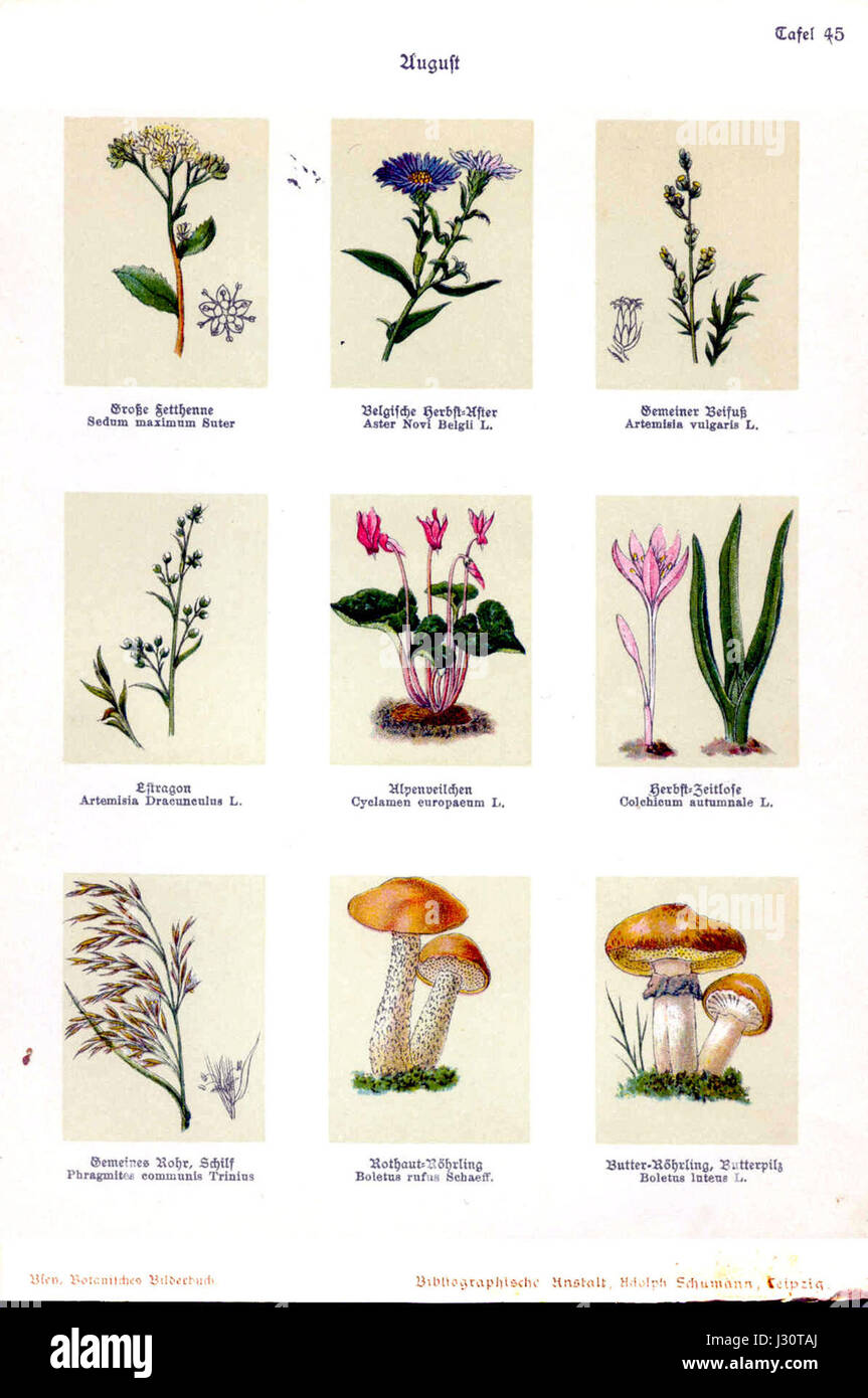 This botanical illustration book, 'Botanisches Bilderbuch,' contains ...