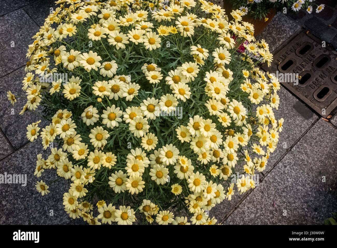 Displaying of flowers and other botanical plants at 'Invasioni ...