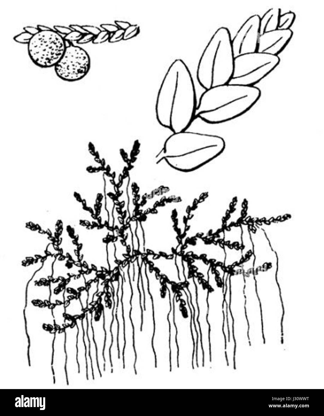 Aquatic farming Black and White Stock Photos & Images - Alamy