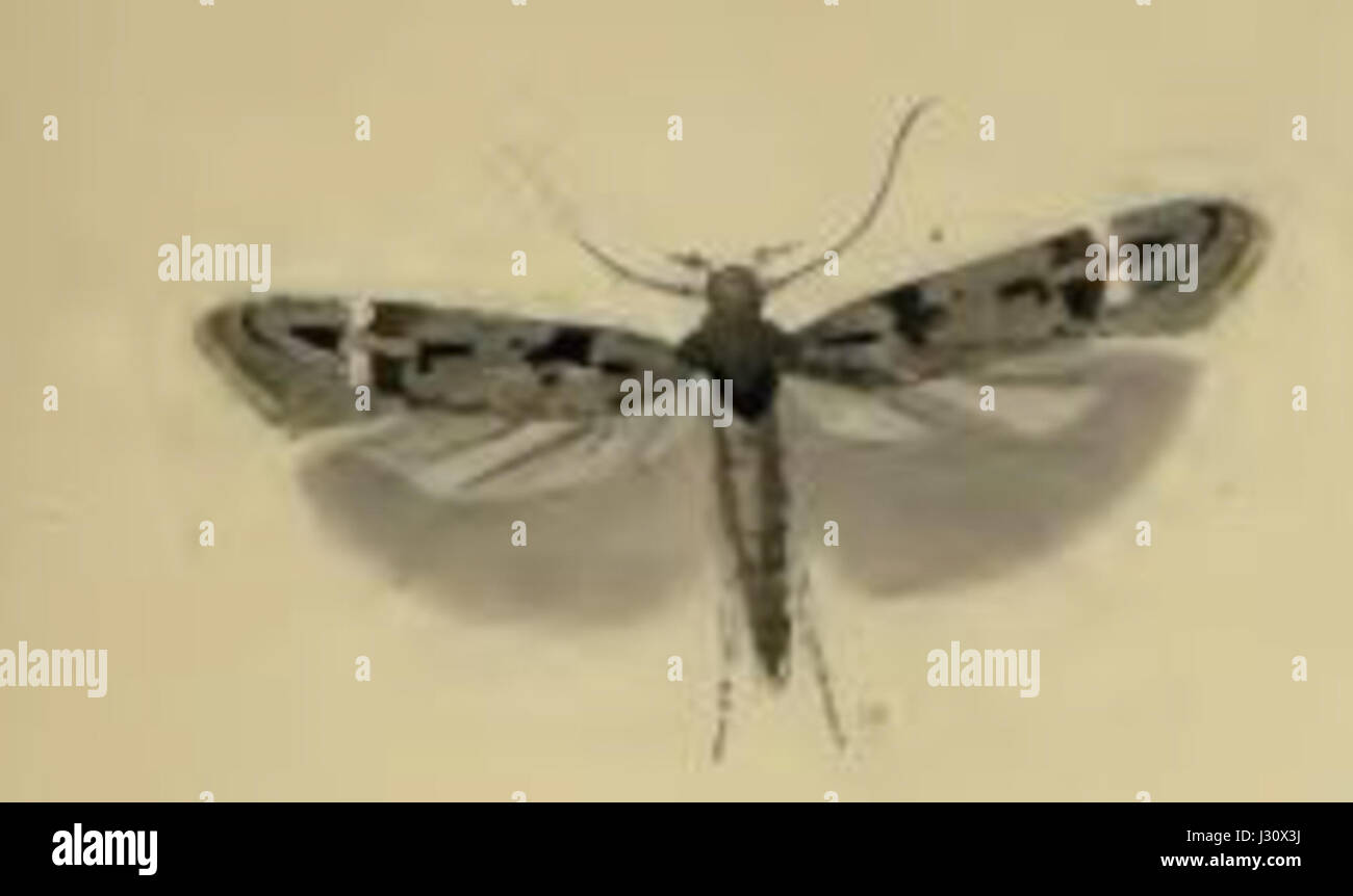 Caryocolum proxima is a moth species belonging to the Gelechiidae ...