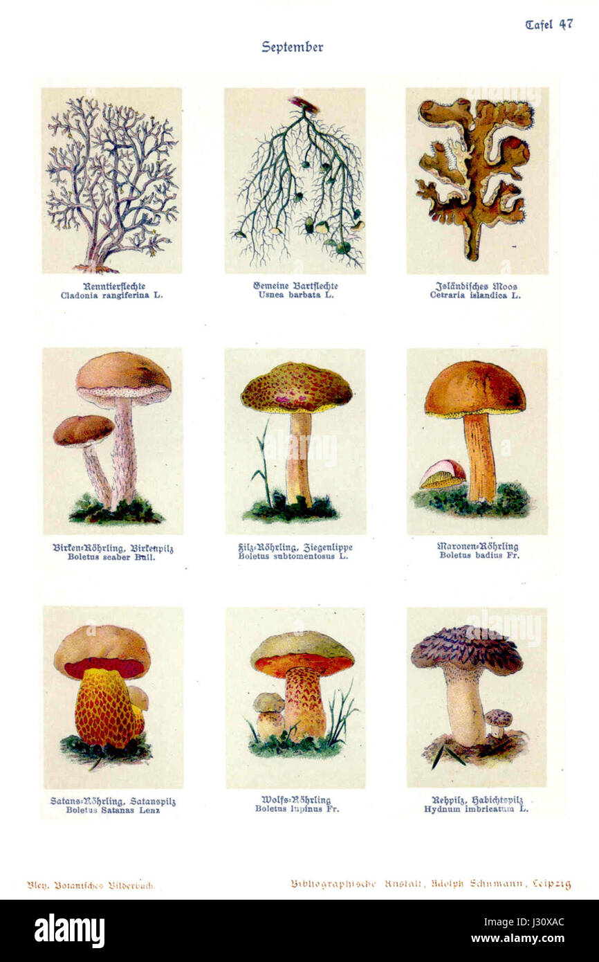 'Botanisches Bilderbuch' by Bley is a botanical illustration book ...