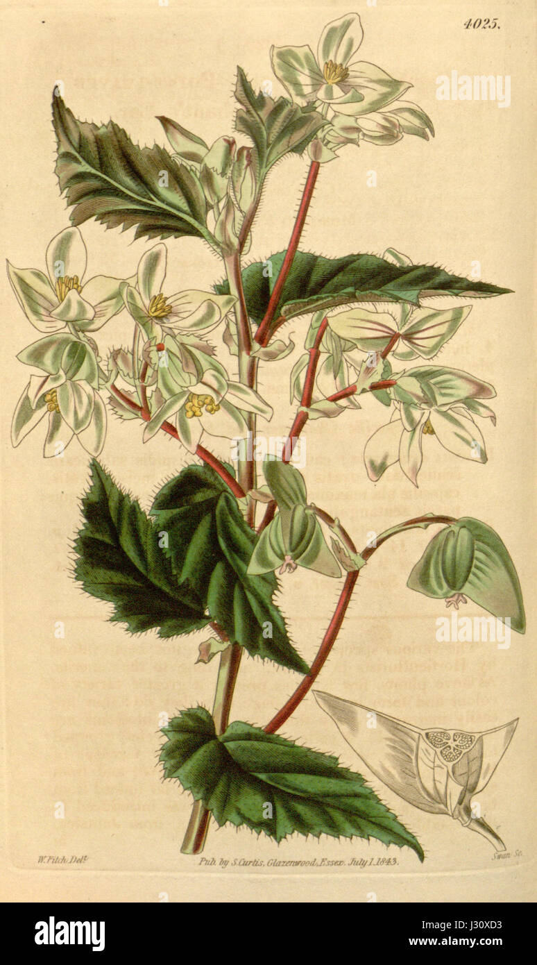 Begonia acutifolia is a species of flowering plant in the Begoniaceae ...