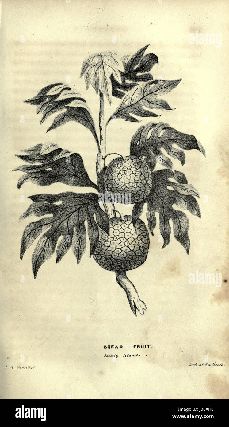 Olmstead map hi-res stock photography and images - Alamy