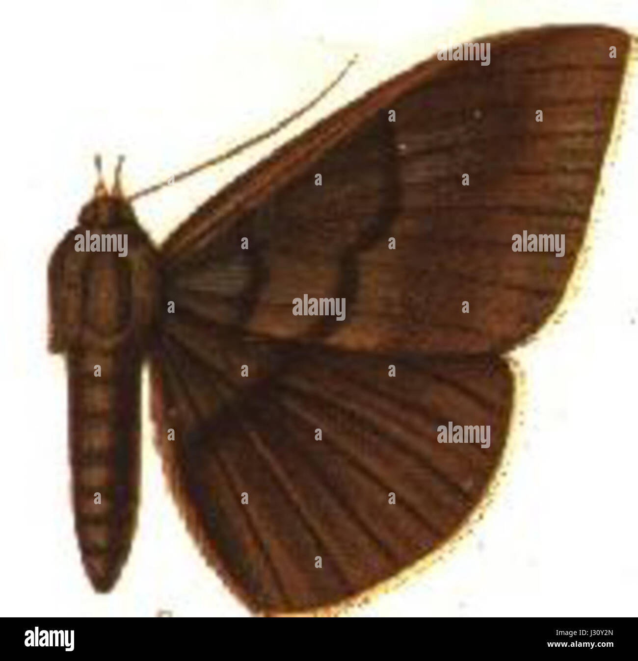 Agonista ciliata is a species of moth, and the term 'male' refers to ...