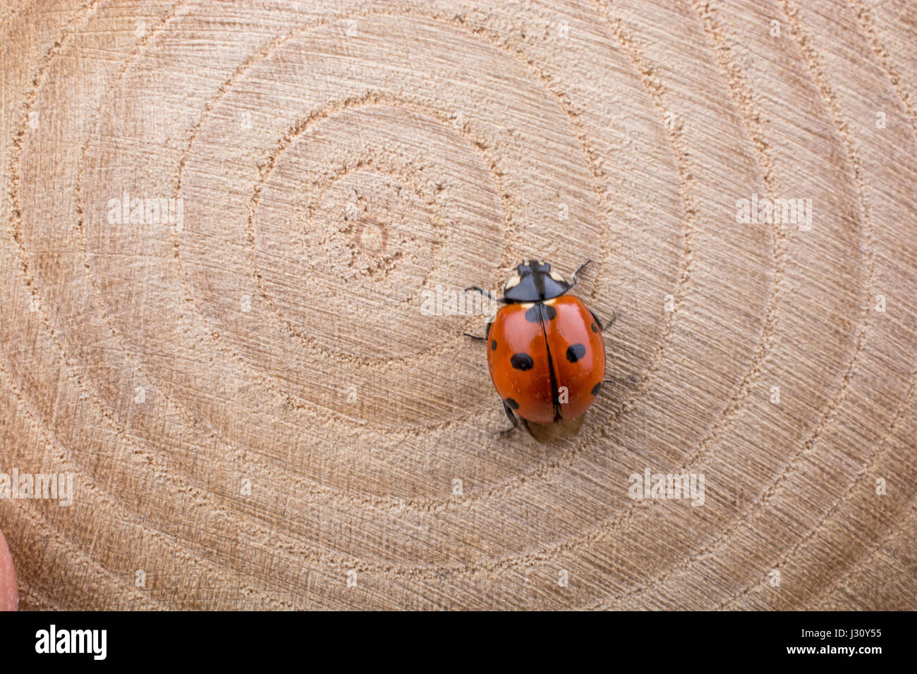 Beautiful photo of red ladybug walking on a piece of wood Stock Photo ...