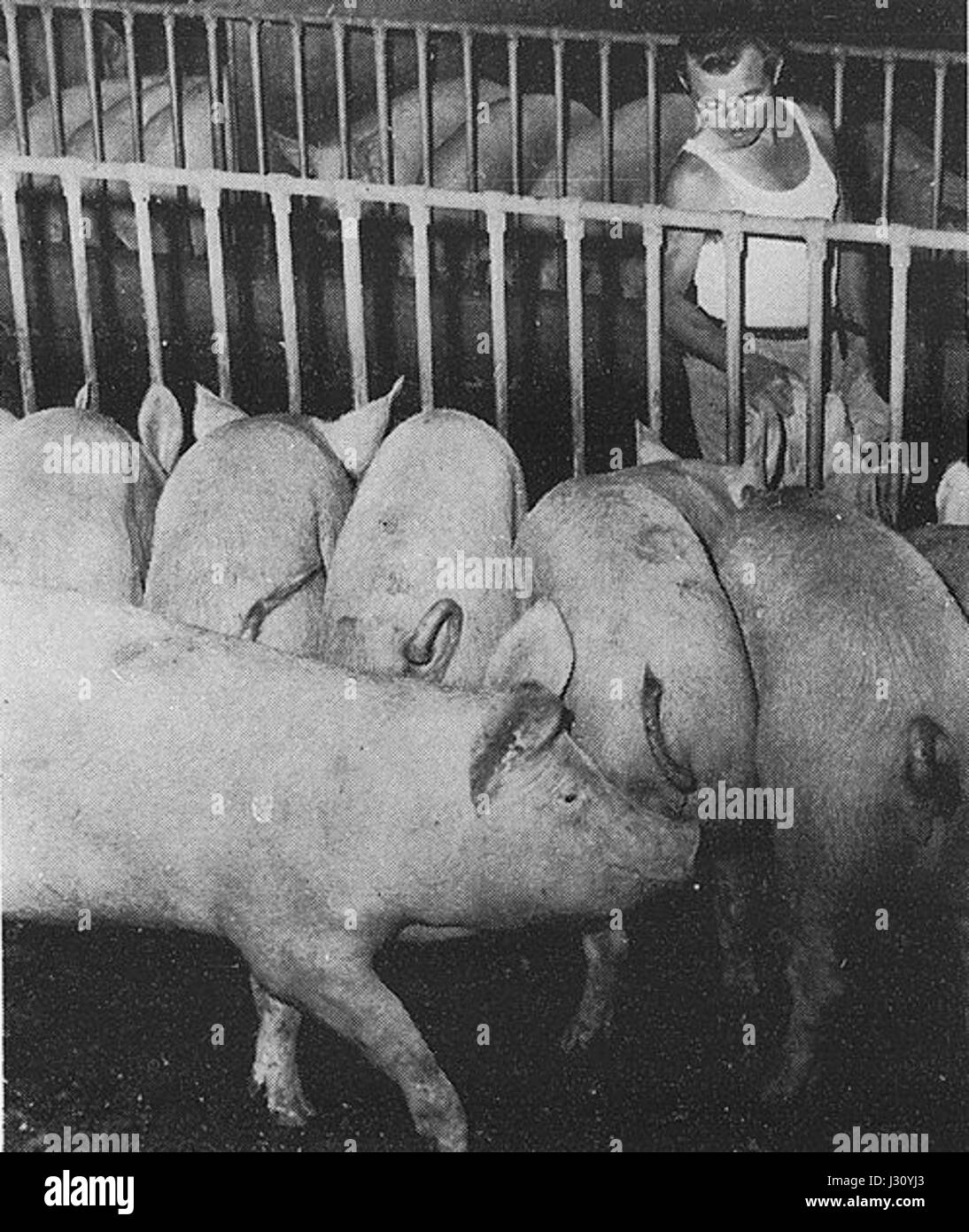 Pig farm in Reggio Emilia 1973 Stock Photo - Alamy