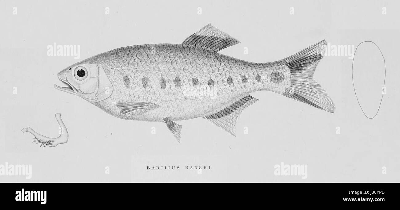 Barilius bakeri hi-res stock photography and images - Alamy