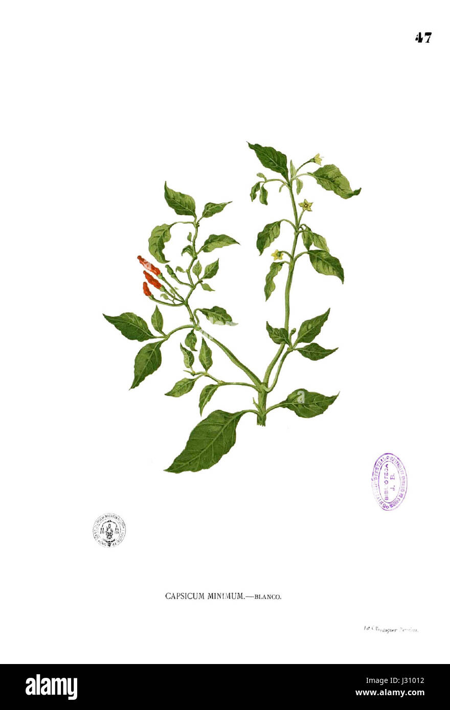 Capsicum minimum hi-res stock photography and images - Alamy