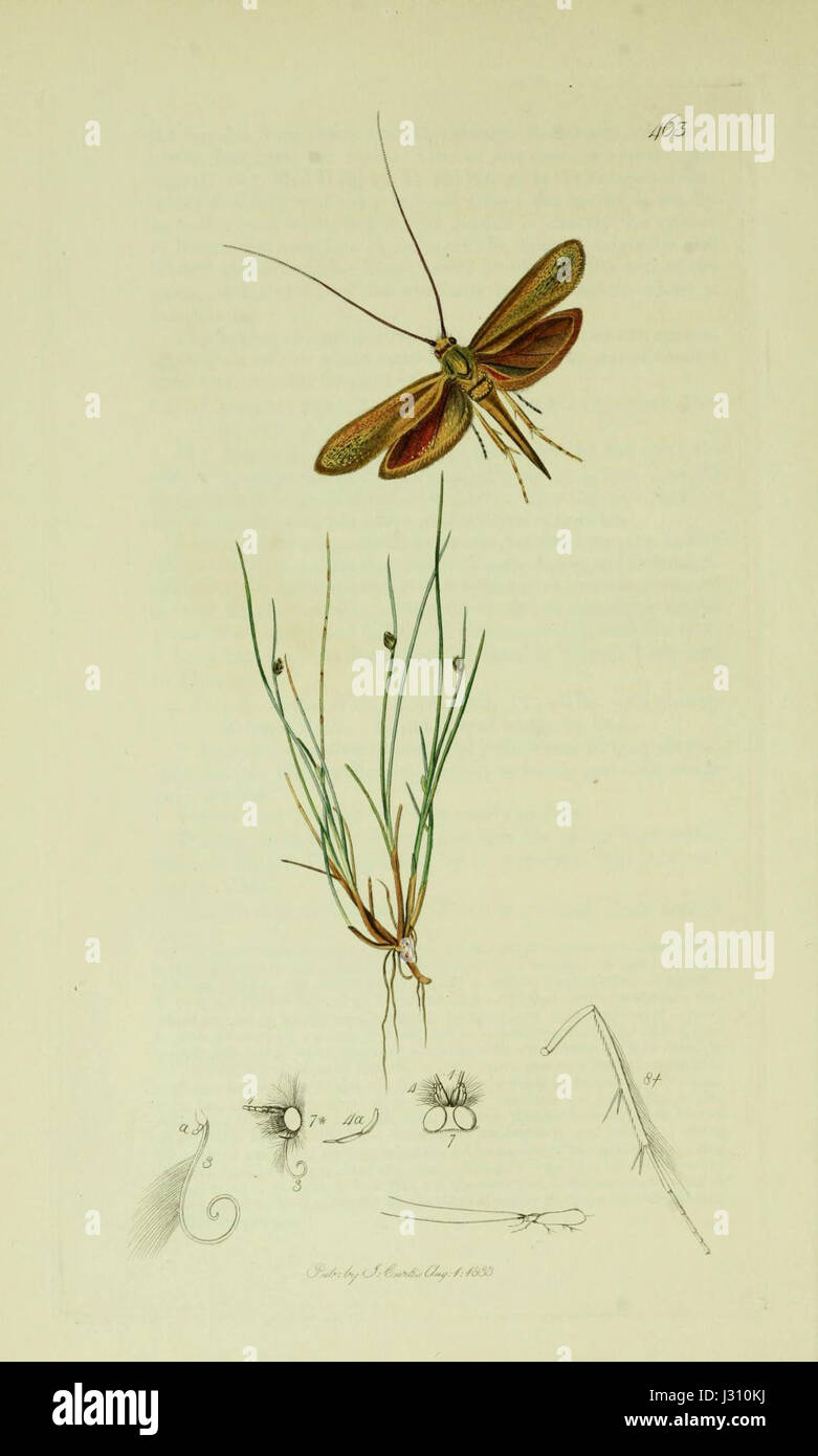 Volume 6 of British Entomology contains detailed illustrations of ...