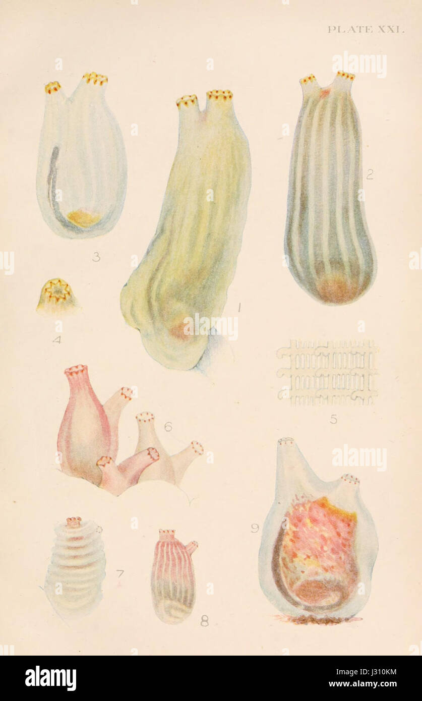 The British Tunicata Plate 2 is an illustration from a biological study ...