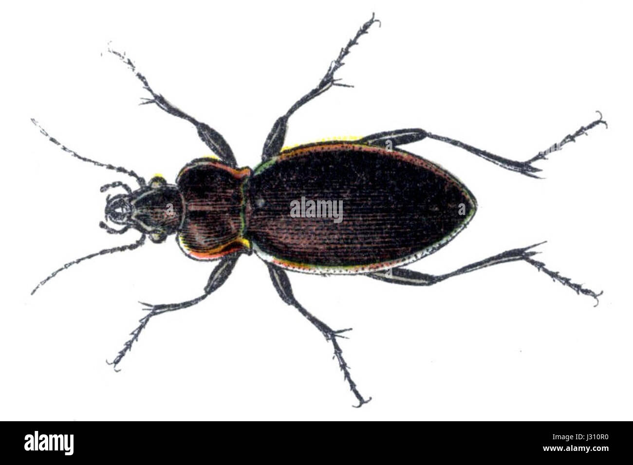 Pest control beetles hi-res stock photography and images - Alamy