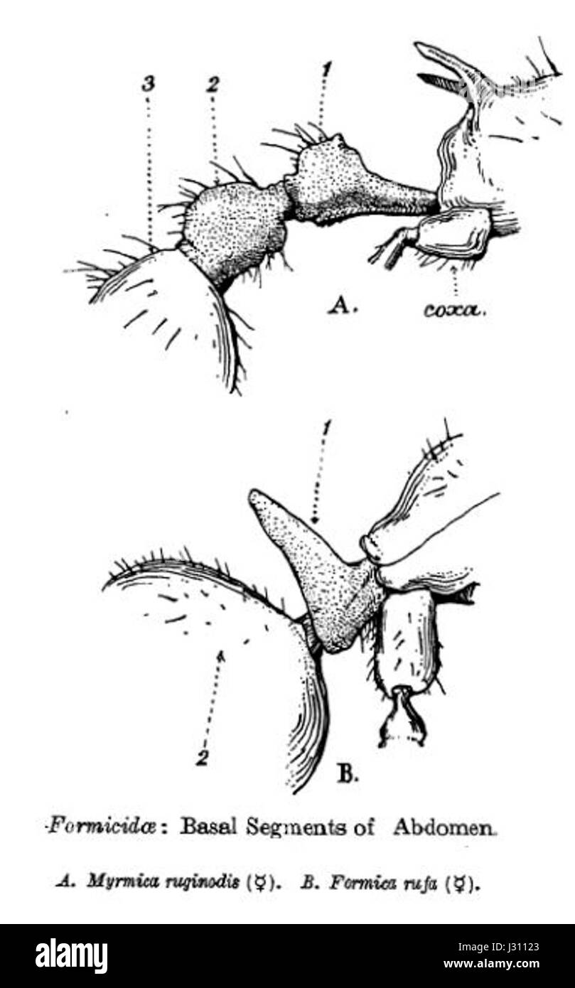 Anatomy of the ants Black and White Stock Photos & Images - Alamy