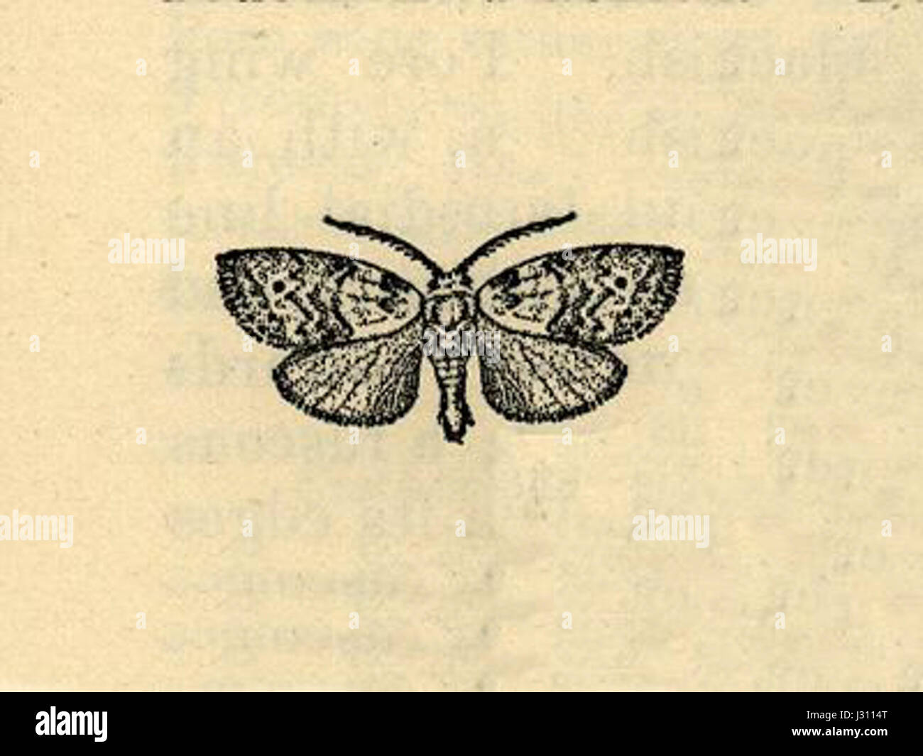 Afrida tortriciformis hi-res stock photography and images - Alamy